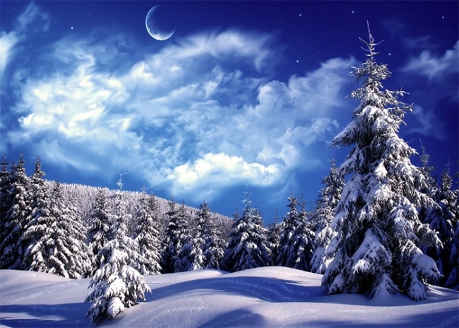 Snow Covered Winter Night Wonderland Backdrop Christmas Party Stage ...