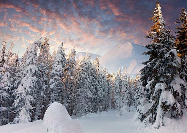 Snow Covered Christmas Winter Scene Backdrop Decoration Prop Stage ...