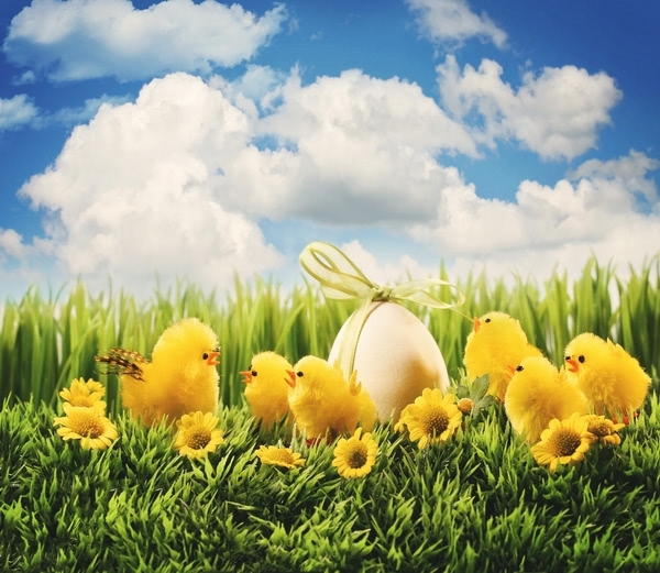 Yellow Chickens around Easter Egg on Grassland Photography Studio ...