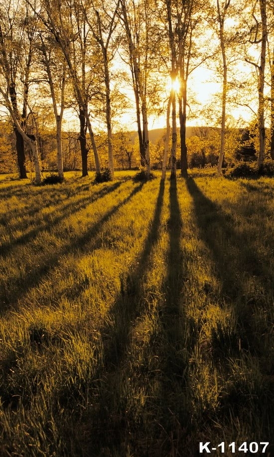 Rustic Scenic Sunset Jungle Trees Professional Photography Backdrops