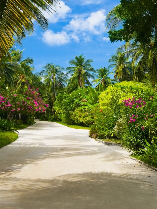 palm background wedding