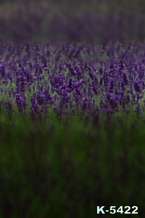 Spring Purple Lavender Flowers Vinyl Photo Background
